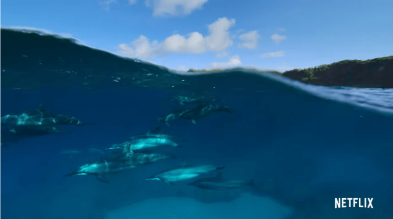 Netflix Nature Documentary “Animal Season 1” First Exposure Trailer | FMV6